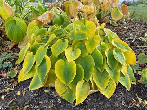 Hosta Care In Fall A Complete Guide To Caring For Hostas In Fall Learn To Grow Gardens