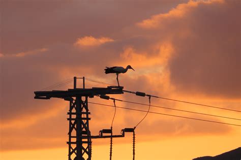 La Cátedra Unia Uicn Ofrece Un Curso Sobre Infraestructuras Eléctricas