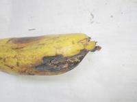 Banana Ripeness Classification Classification Dataset V Original Images By Roboflow Universe