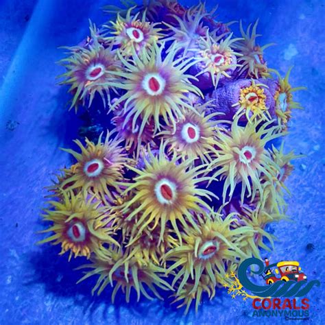 Yellow Sun Coral 5 10 Polyps Corals Anonymous
