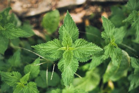 Stinging Nettle Plant Profile Toxicity And Identification