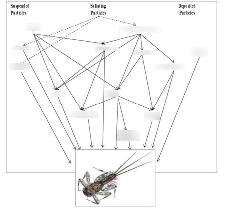 Effect Of Sediment On Invertebrates Pt 1 Diagram Quizlet