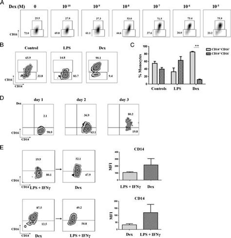 Cd14cd16 Monocytes Are Enriched By Glucocorticoid Treatment And Are