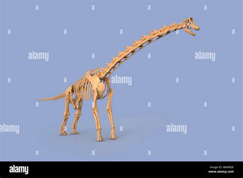 Brachiosaurus Dinosaur Skeletal Structure Illustration Brachiosaurs Lived 154 153 Million