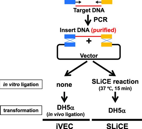Workflow of iVEC DH5α and SLiCE cloning with purified PCR fragments