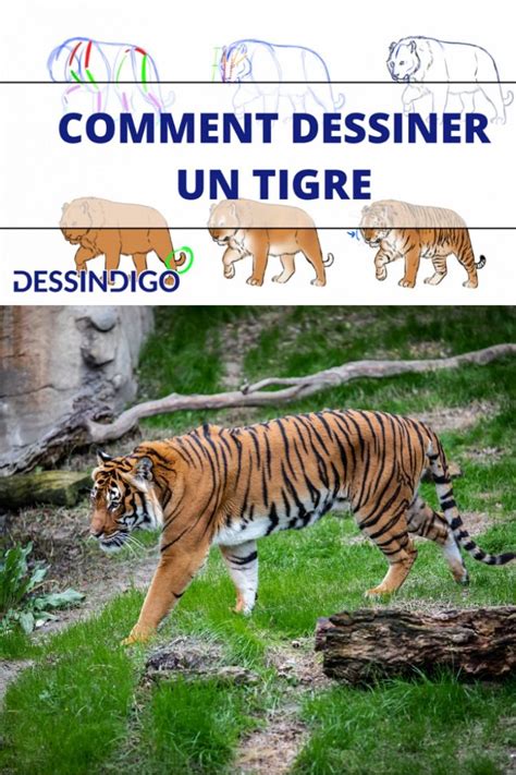Comment Dessiner Un Tigre Comment Dessiner Un Tigre Comment Dessiner