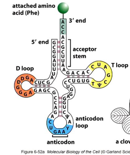 L14 RNA Synthesis RNt U Glad I Didnt Say OrAnge Flashcards Quizlet