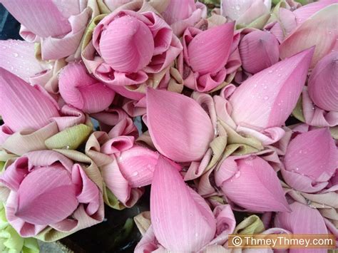 ផ្កាឈូក និង ផ្កាម្លិះ ពេញនិយម ក្នុង ពិធីបុណ្យ សាសនា និង ប្រពៃណី ខ្មែរ