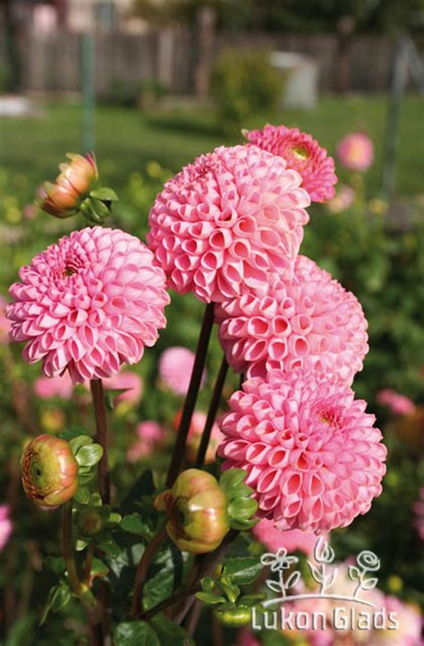 Jiřina Wisla Dahlia Lukon Glads S R O