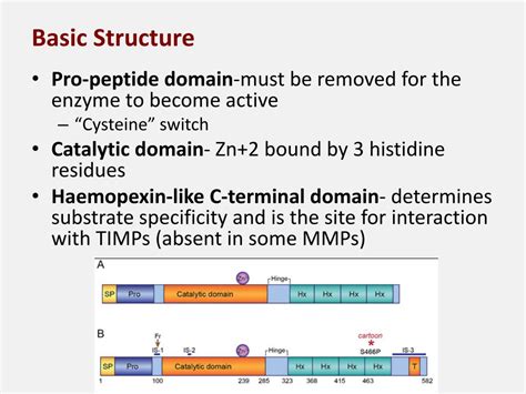 Ppt Matrix Metalloproteinases Mmps Powerpoint Presentation Free Download Id1855166