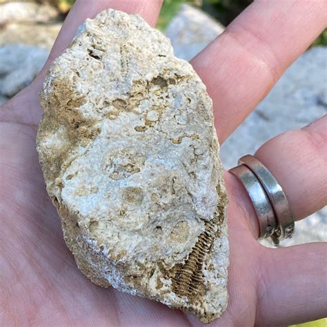 Genuine Real Crinoid Fossil Rock You Will Receive A Handful Etsy