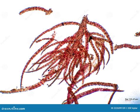 Red Algae Under Microscopic View Stock Image Image Of Leaf Microscopic 222699139