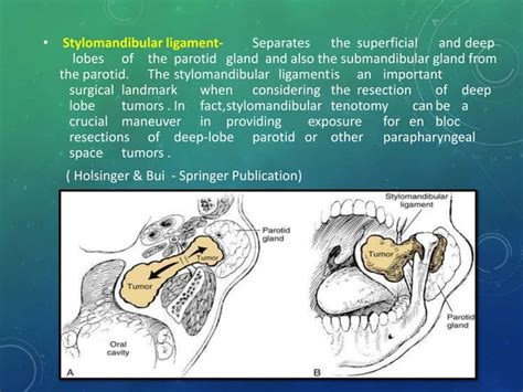 Surgical Anatomy Of Salivary Glands And Its Applied Aspects Ppt