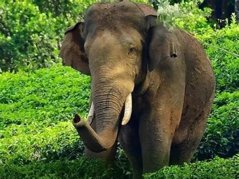 Arikomban And Arisi Raja The Story Of Two Rice Loving Wild Elephants