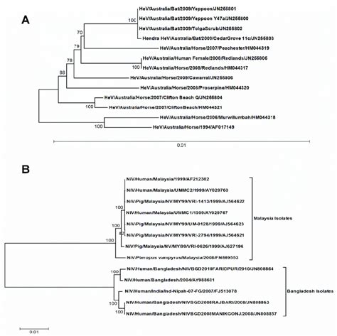 the maximum likelihood trees of hev a and niv b complete coding