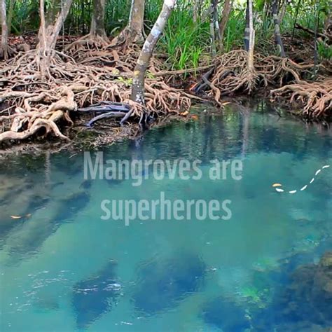 Wwf On Linkedin Mangroves Play A Vital Role In Our Planets Health And