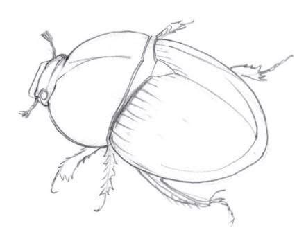 How To Draw A Scarab Bug With Pencil Step By Step Drawing Tutorial