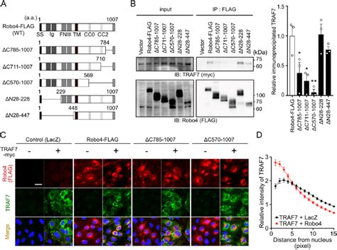 Robo4 Modulated The Subcellular Localization Of Traf7 Via The