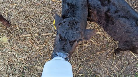 How To Feed Dairy Beef Crossbred Calves