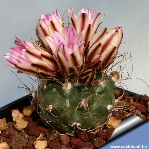 Turbinicarpus Pseudomacrochele