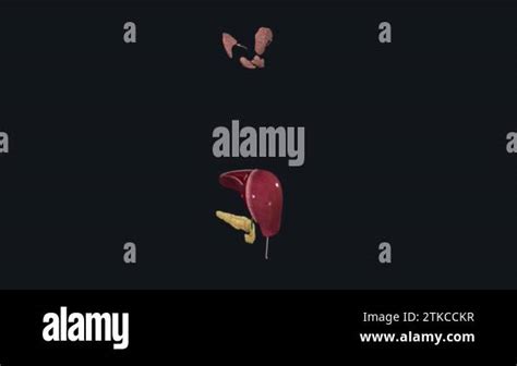 The Accessory Organs Include The Teeth Tongue And Glandular Organs