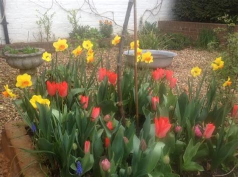 Tulip Colour Combinations The Enduring Gardener