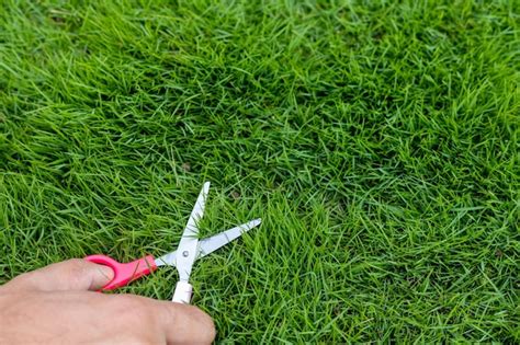 Premium Photo Cutting The Grass With A Small Scissors