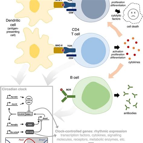 The Cells Of The Adaptive Immune System And Circadian Clocks Schematic