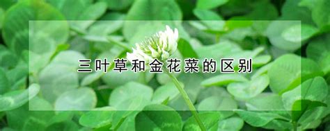 金花菜三叶草 金花菜图片三叶草 金花菜的花 大山谷图库