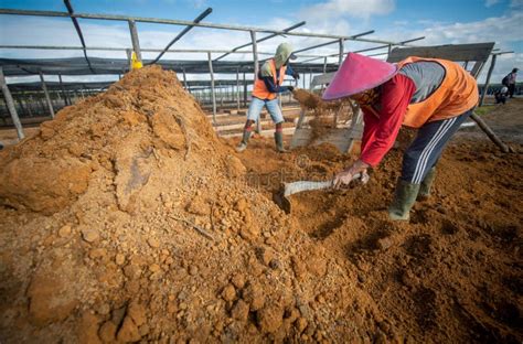Activities In Palm Oil Nurseries Indonesia Palm Oil Plantation
