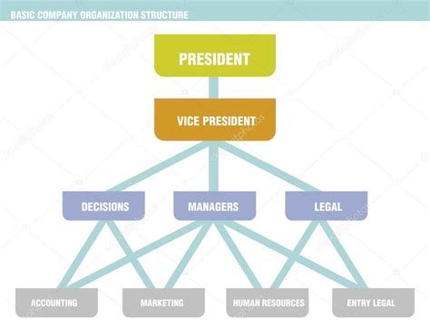 Basic Company Organization Structure Chart Stock Vector By