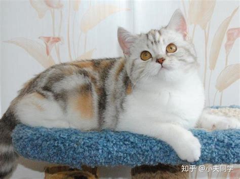 英短毛色大全集（双色 · 三花） 知乎