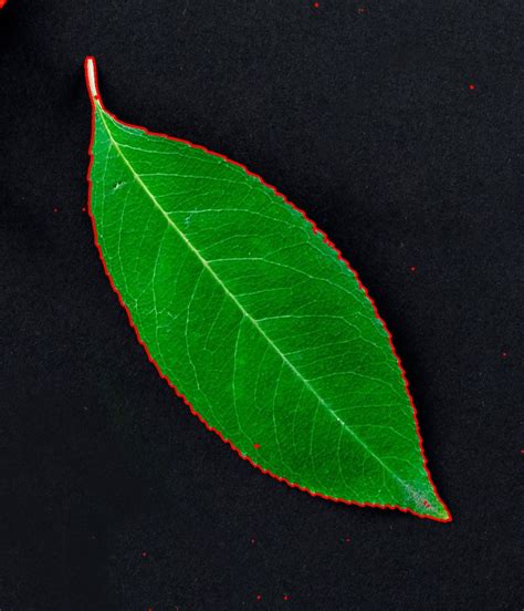 使用 Python 通过基于颜色的图像分割进行物体检测 OpenCV