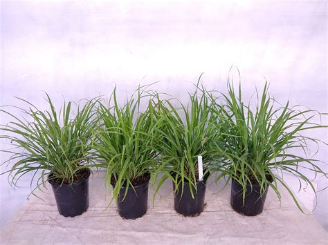 Buy Cymbopogon Citratus Lemongrass Free Shipping Over 100