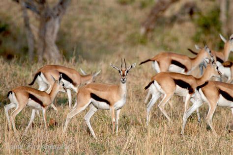 10 Days The Mighty Serengeti Wildebeest Migration Tracking Charis
