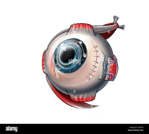 Rectus Muscle Hi Res Stock Photography And Images Alamy
