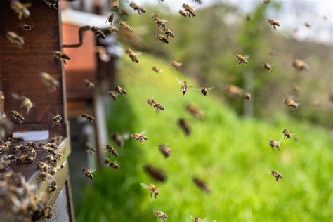Mastering Honey Extraction A Beekeepers Guide Beekeeper Corner