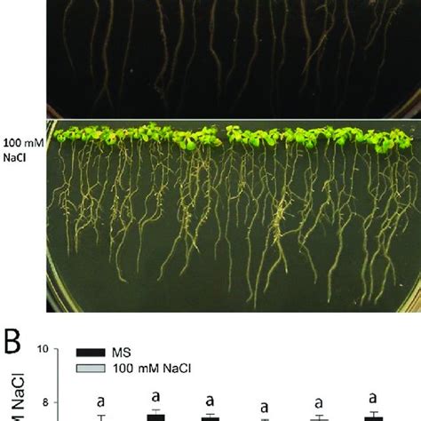 Analysis Of Plants Growth In The Absence Or Presence Of Nacl A