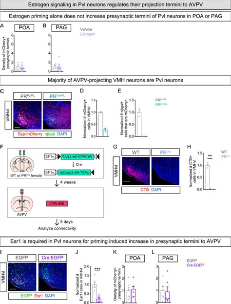 Periodic Remodeling In A Neural Circuit Governs Timing Of Female Sexual