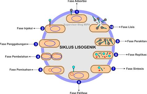 Gambar Virus Pengertian Ciri Reproduksi Klasifikasi Replikasi Gambar