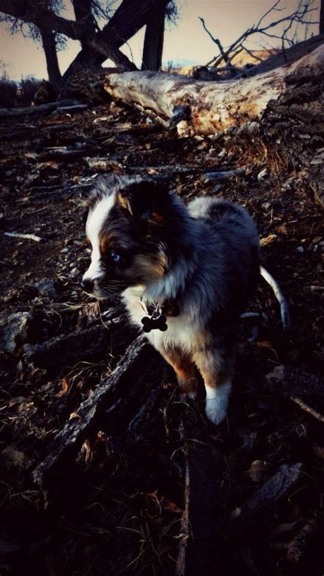 Baby Bells Baby Bells Puppies Cabela S