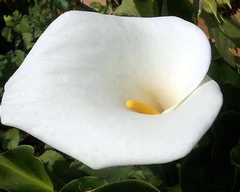 The Ultimate Guide To Calla Lily Meaning And Symbolism