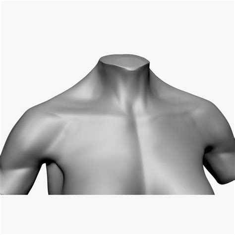 양식화된 여성 몸통 A 3d 모델 Turbosquid 2209915