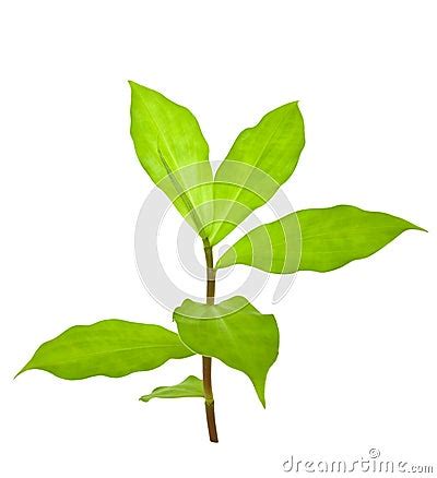 Planta De La Insulina Para La Diabetes Aislada Fotograf A De Archivo