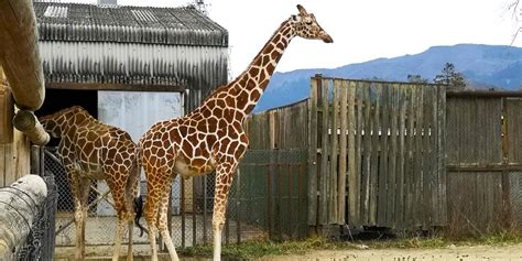 アミメキリン 野生の王国 群馬サファリパーク