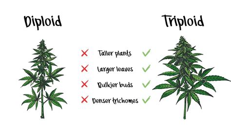 The Potential Of Triploid Genetics In Revolutionizing The Cannabis