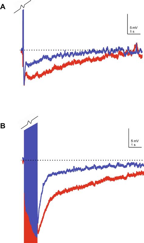 Figure From The Role Of L Type Calcium Channels In Neuronal