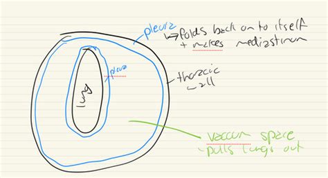 Structure And Function Of Resp System Part 2 Flashcards Quizlet