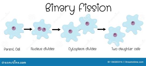 Binary Fission Process Vector Illustration Diagram 175190076