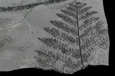 5 9 Pennsylvanian Fossil Fern Plate Kinney Quarry Nm 80486 For